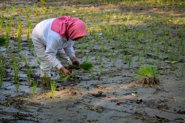 Indonesia Fails To Procure 500 000 Tonnes Of Rice Due To Port
