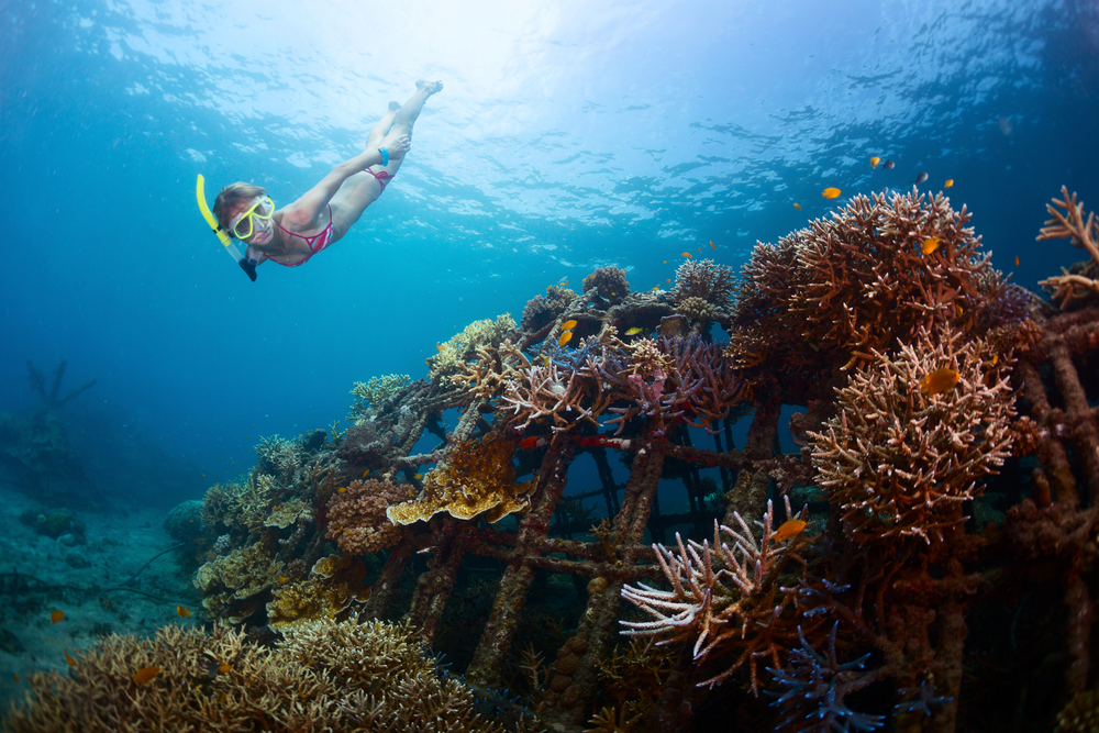 Snorkeling tips without damaging coral reef - Environment - The Jakarta ...