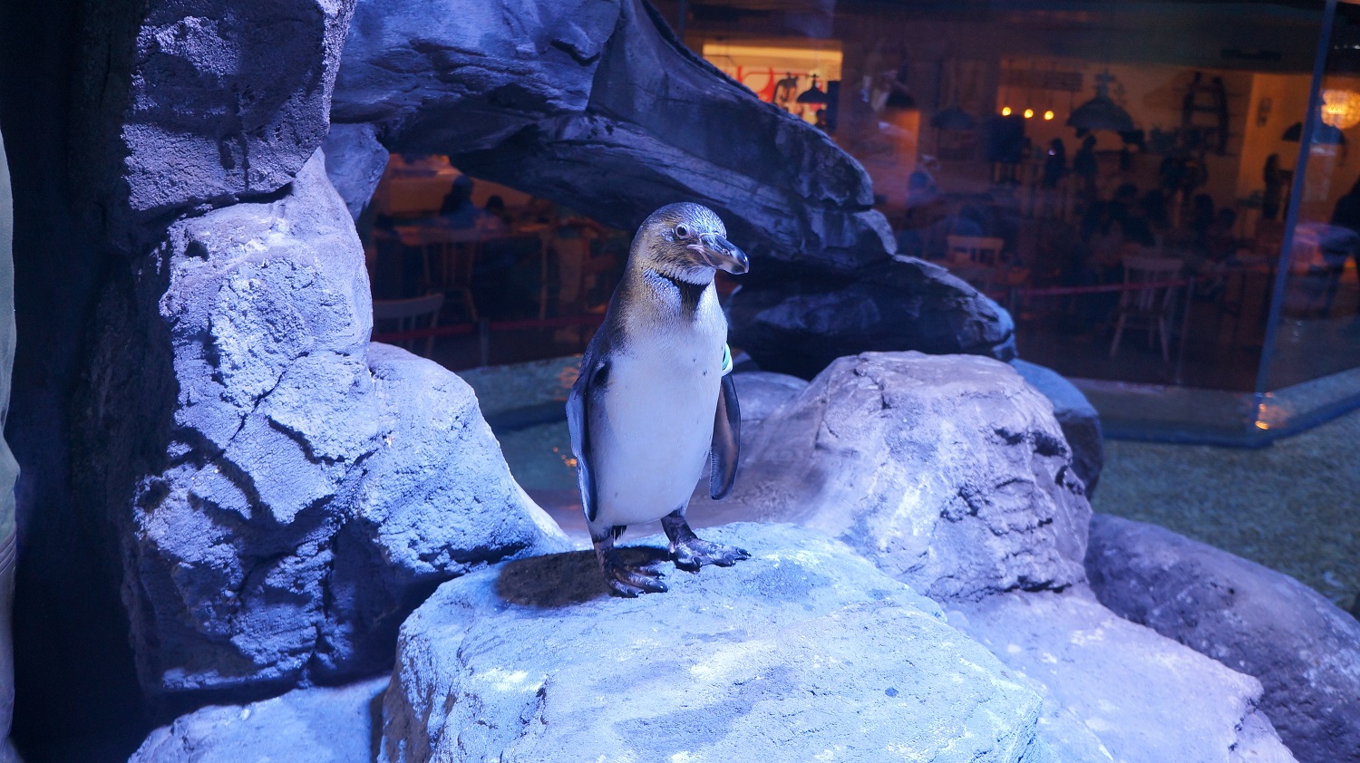 Penguin restaurant puts spotlight on zoo controversy - Environment ...