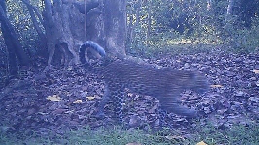 Rare Javan leopard spotted in West Java - National - The Jakarta Post