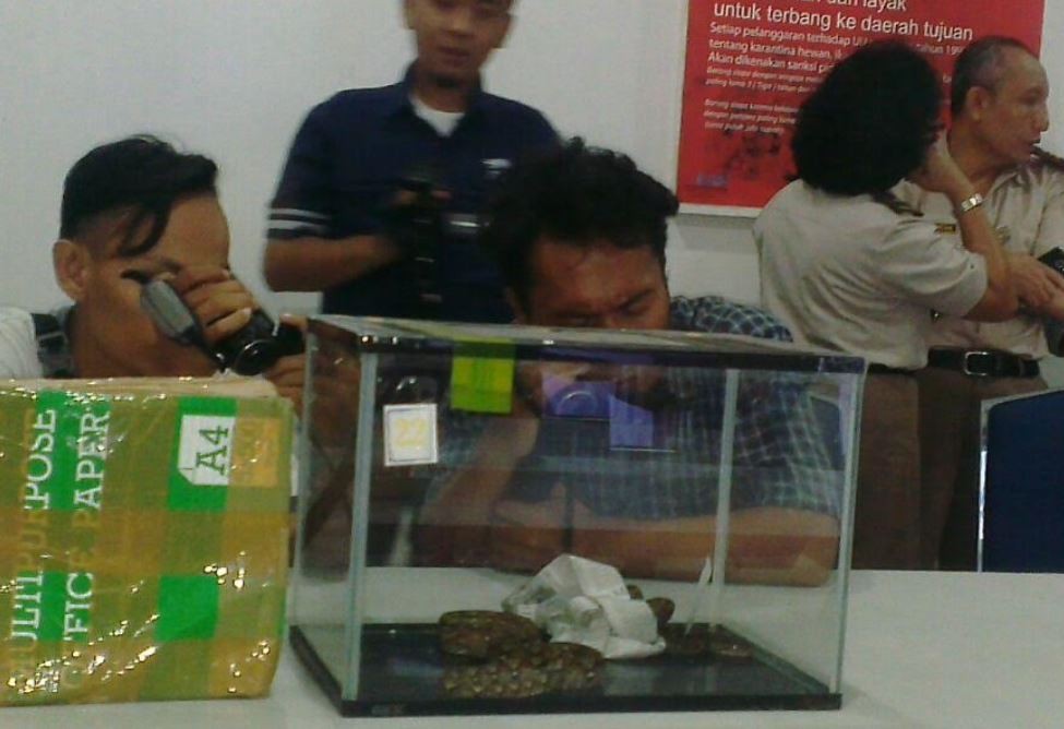 Snake smuggling thwarted at Soekarno-Hatta Airport - City - The Jakarta ...