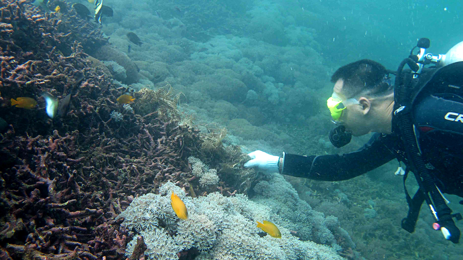 Divers clean up Bali reefs - National - The Jakarta Post