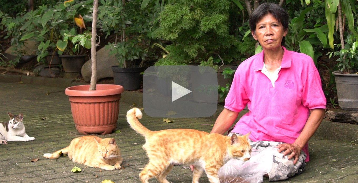 Video: Jobless woman in South Jakarta helps cats despite limitations ...