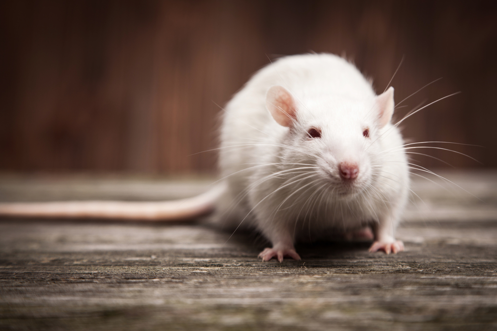 Surgeons successfully transplant 2nd head onto a rat - Health - The ...