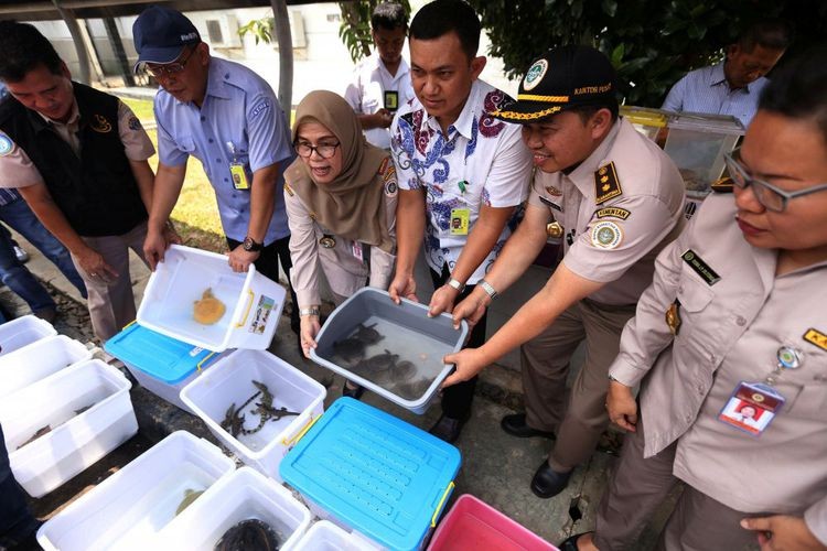Crocodiles, snakes, other animals found in suitcases at Soekarno-Hatta ...