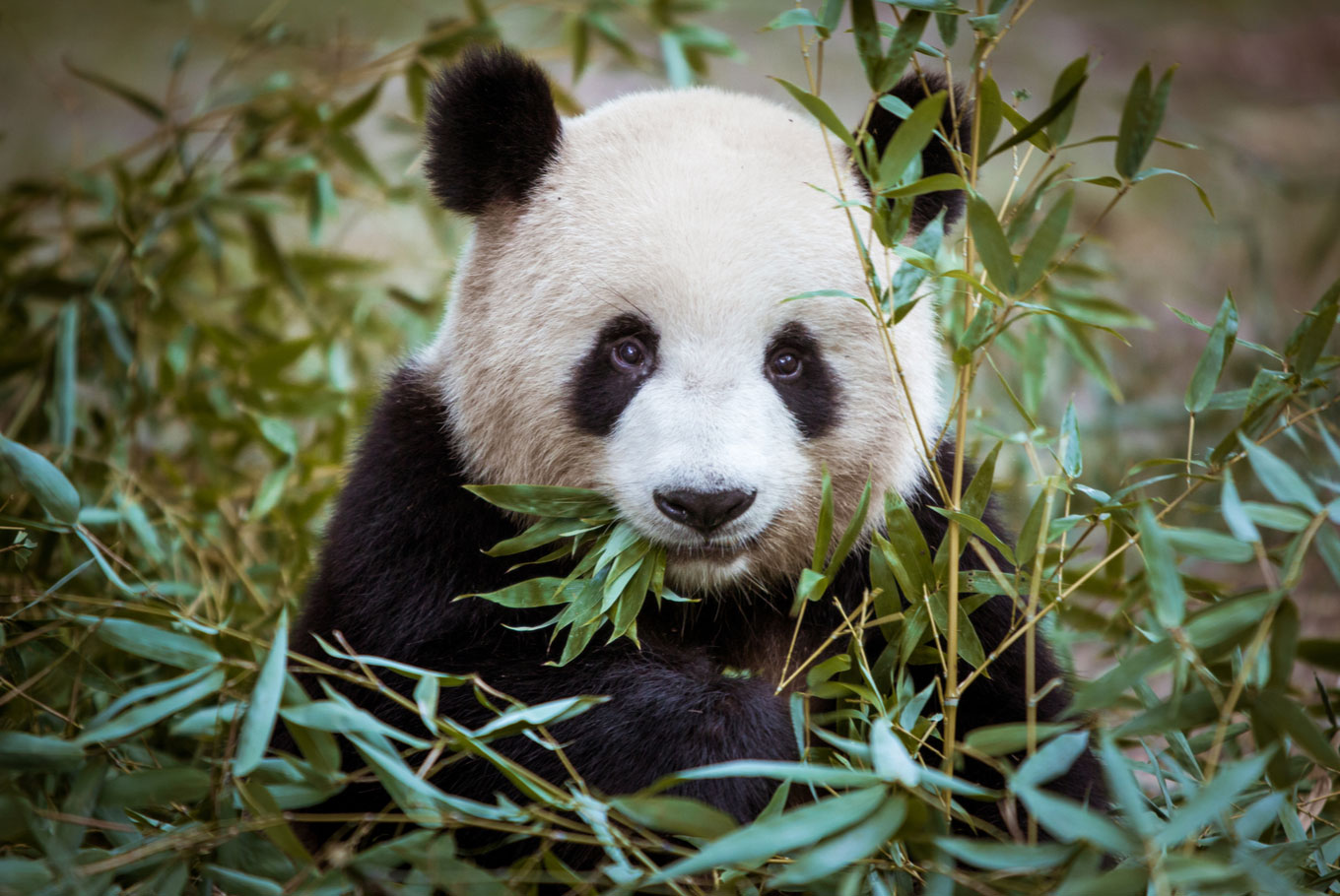 Jokowi, Xi Jinping scheduled to inaugurate pandas' arrival to Indonesia ...