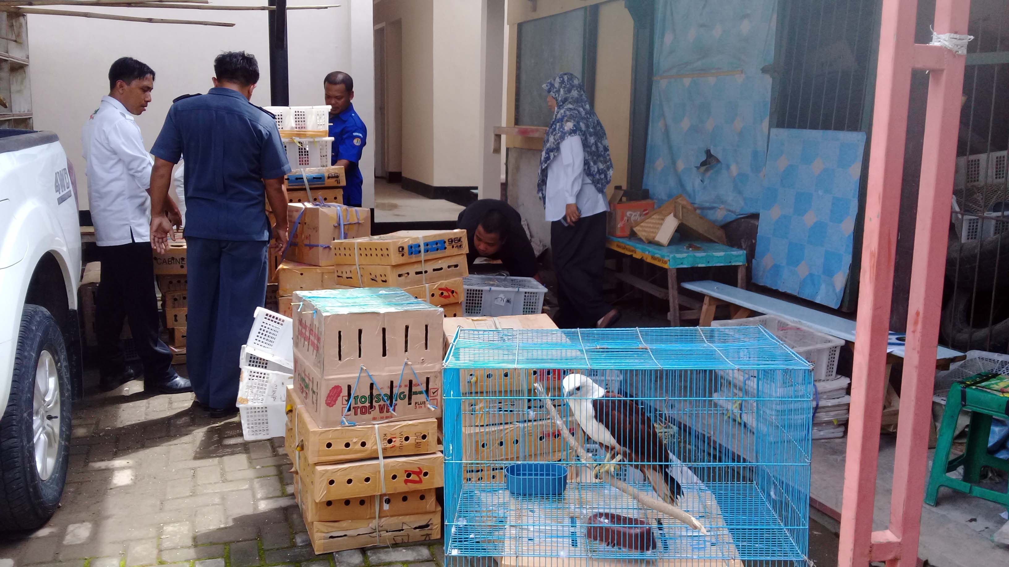 Authorities thwart smuggling of 29,000 Sumatran birds - National - The ...