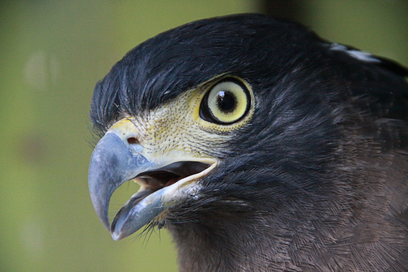Two protected raptors released into natural habitat - National - The ...