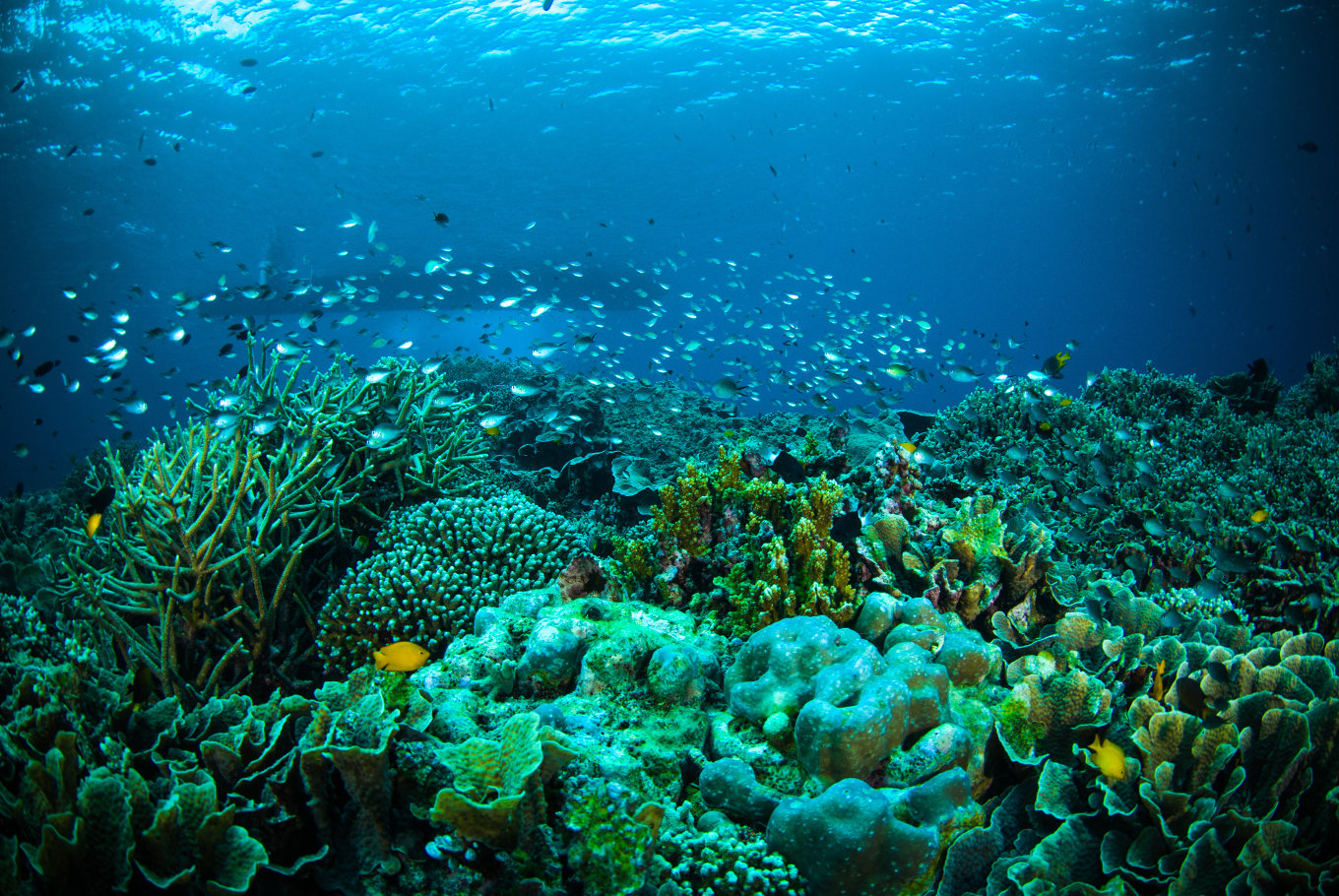Indonesia, WEF launch Ocean 20 initiative for sustainable ocean ...