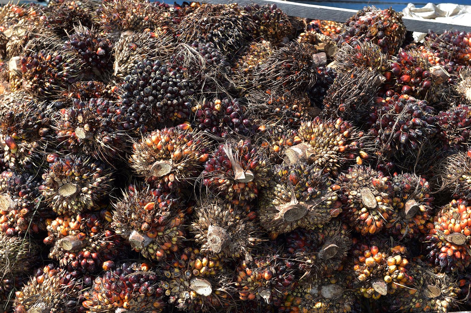 EU bases planned palm oil restriction on 2015 data - National - The ...