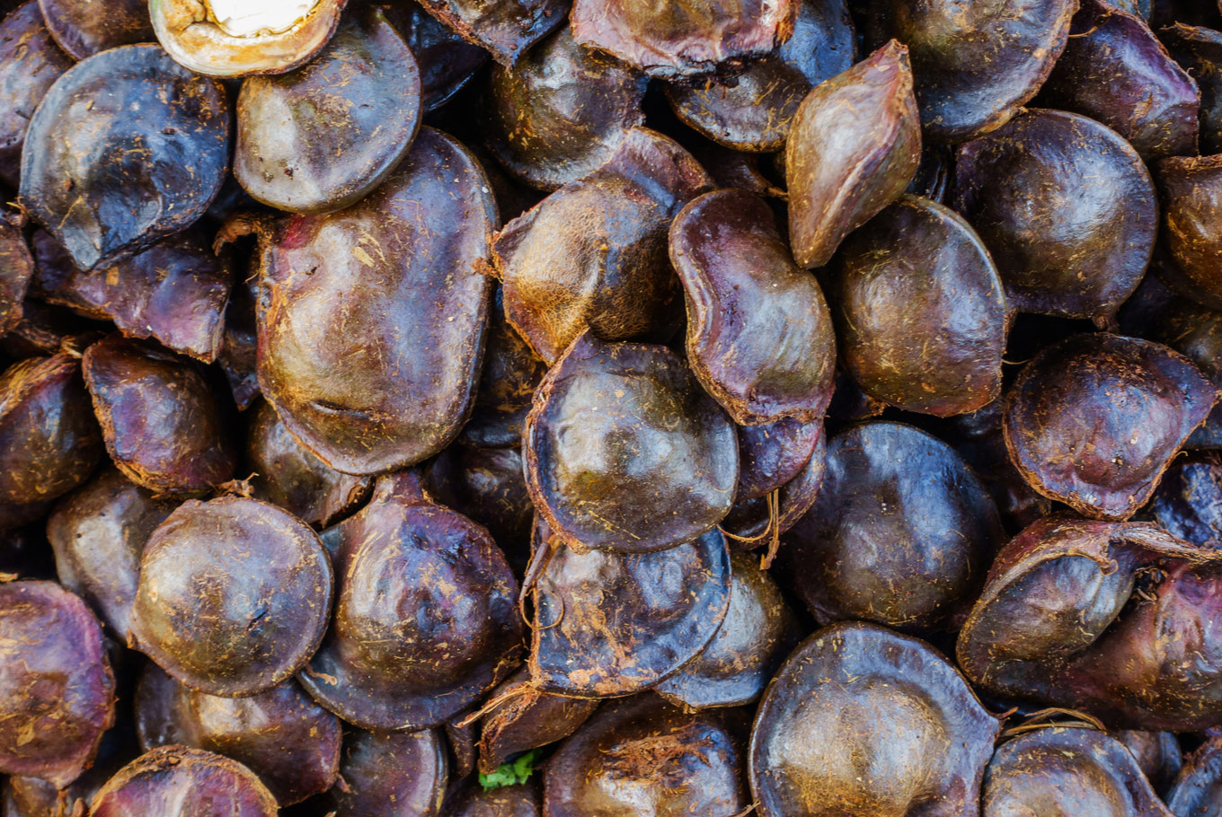 More to 'jengkol' than bad smell - Food - The Jakarta Post