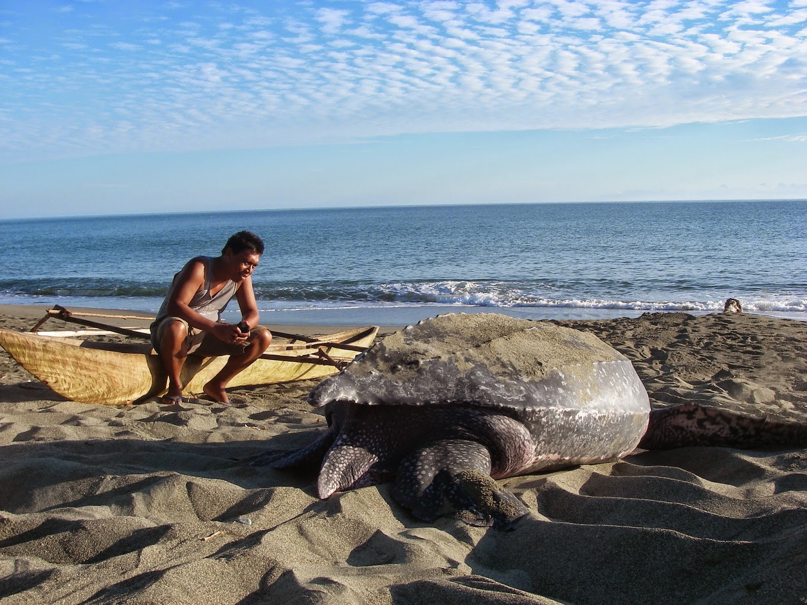 Indonesia, home to six rare turtle species - Environment - The Jakarta Post