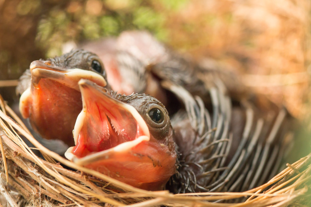 Why birds don't have teeth - Environment - The Jakarta Post