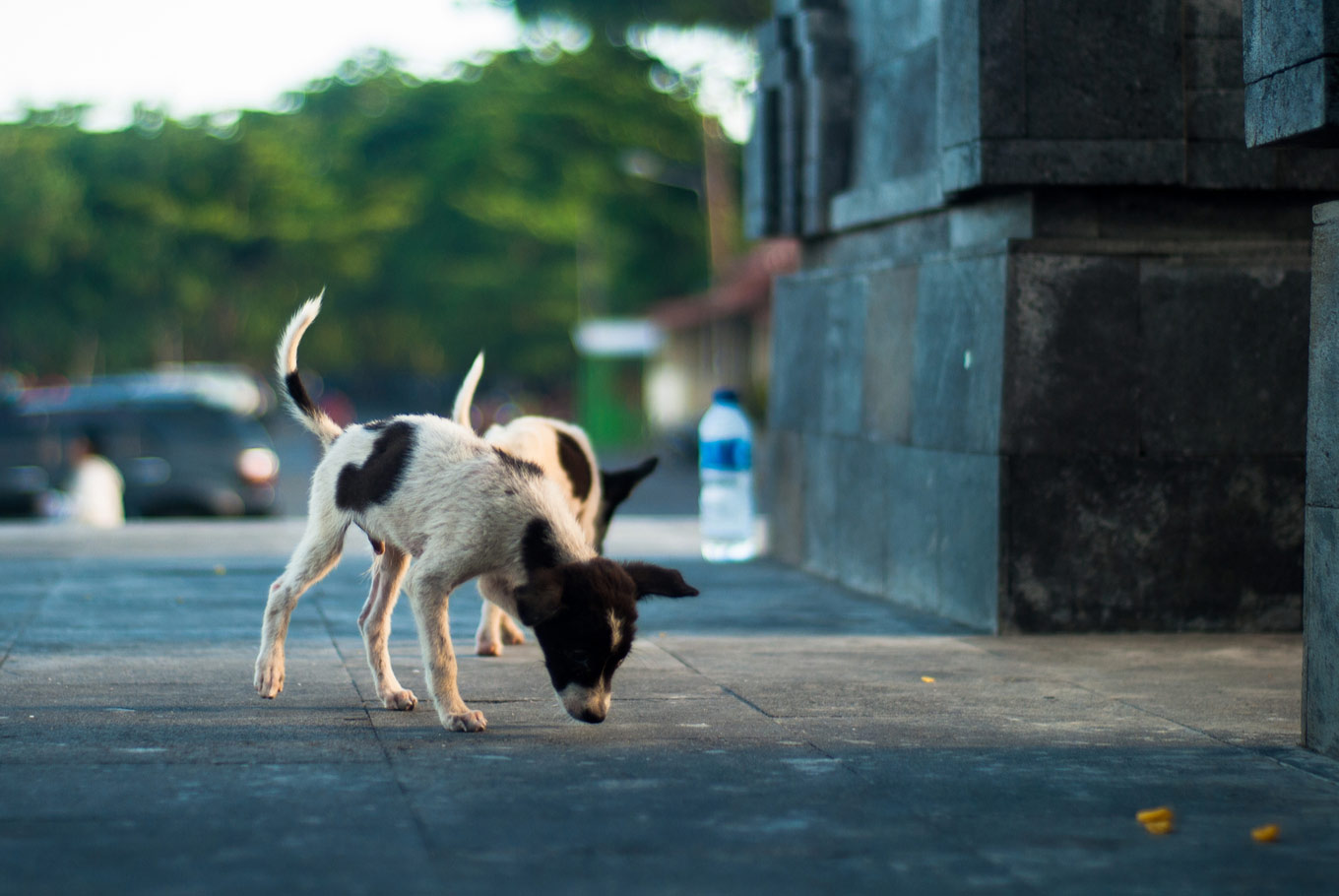 History of Bali dogs - Lifestyle - The Jakarta Post