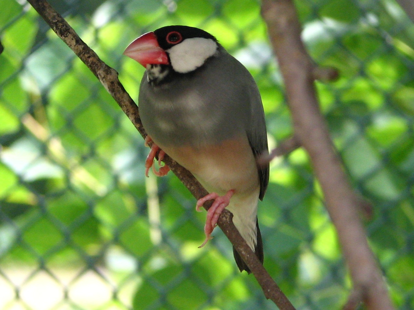 Indonesia's list of protected flora, fauna species grows from 294 to ...
