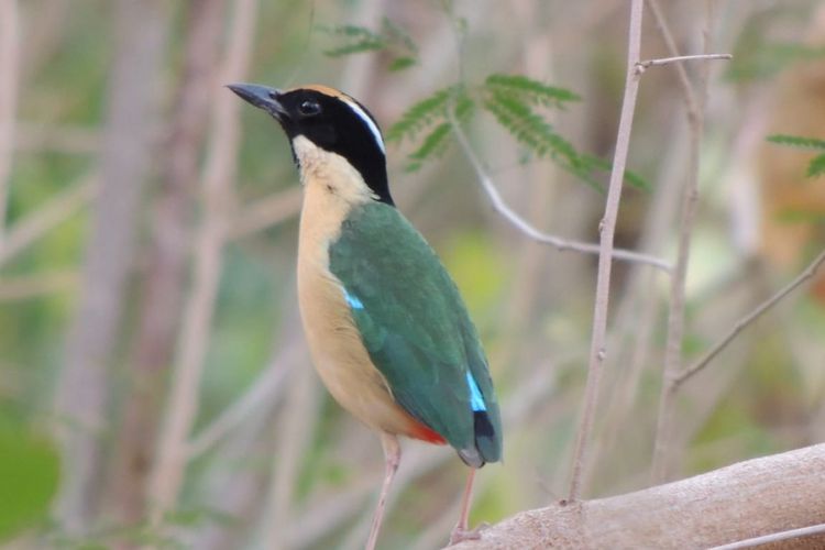 Endemic birds of Flores' Poco Ndeki face extinction owing to illegal ...