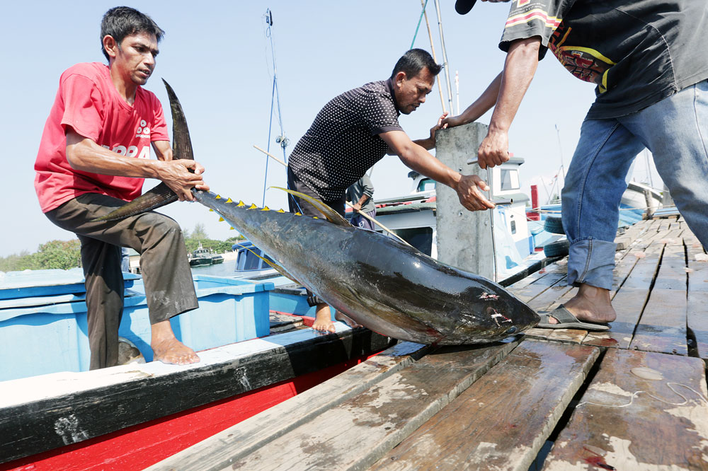 Is Indonesia really top global tuna exporter? - Opinion - The Jakarta Post