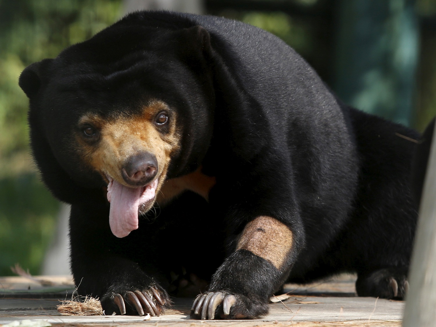 Two sun bears injured by wire traps in North Sumatra national park ...