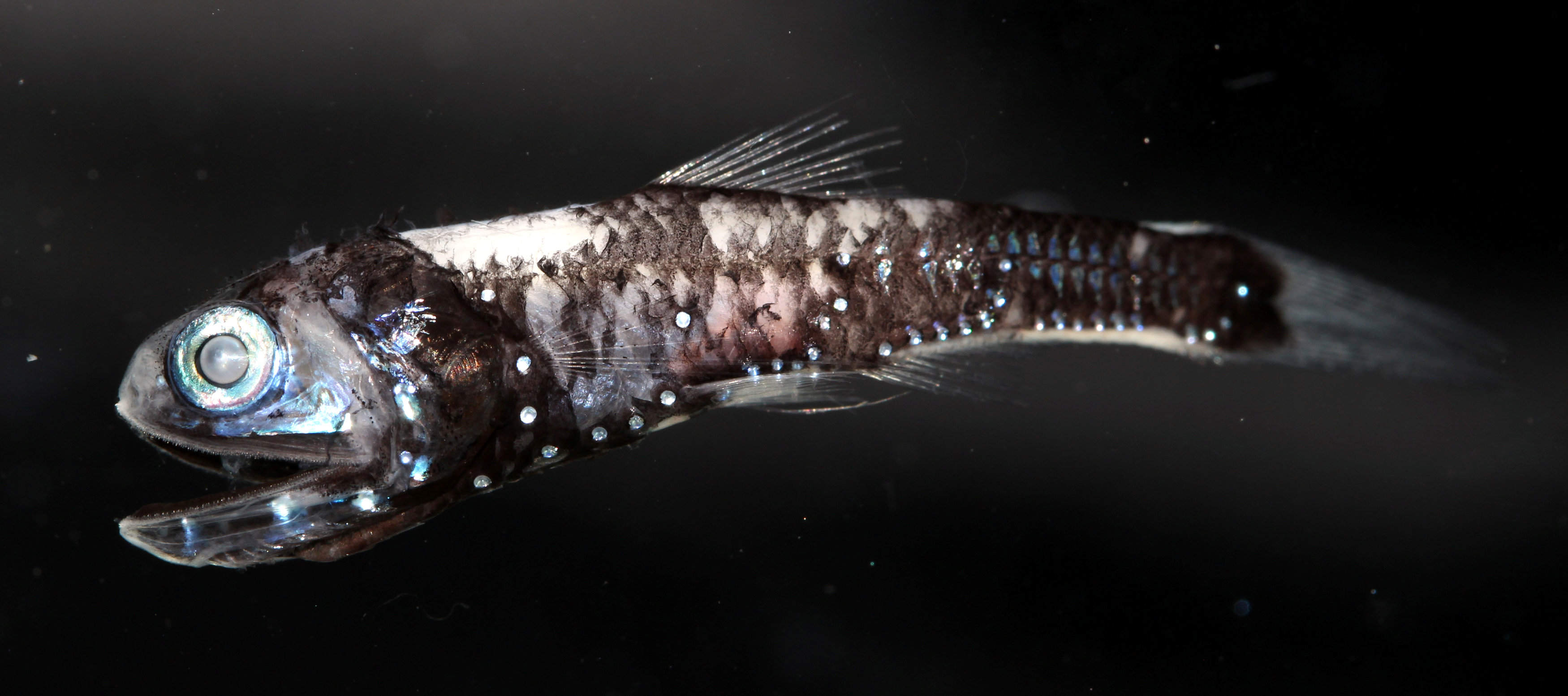 Unique genetic adaptation lets deep-sea fish see color in the darkness ...