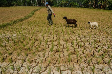 Drought affects 103,000 ha of rice fields in 100 regencies/cities ...