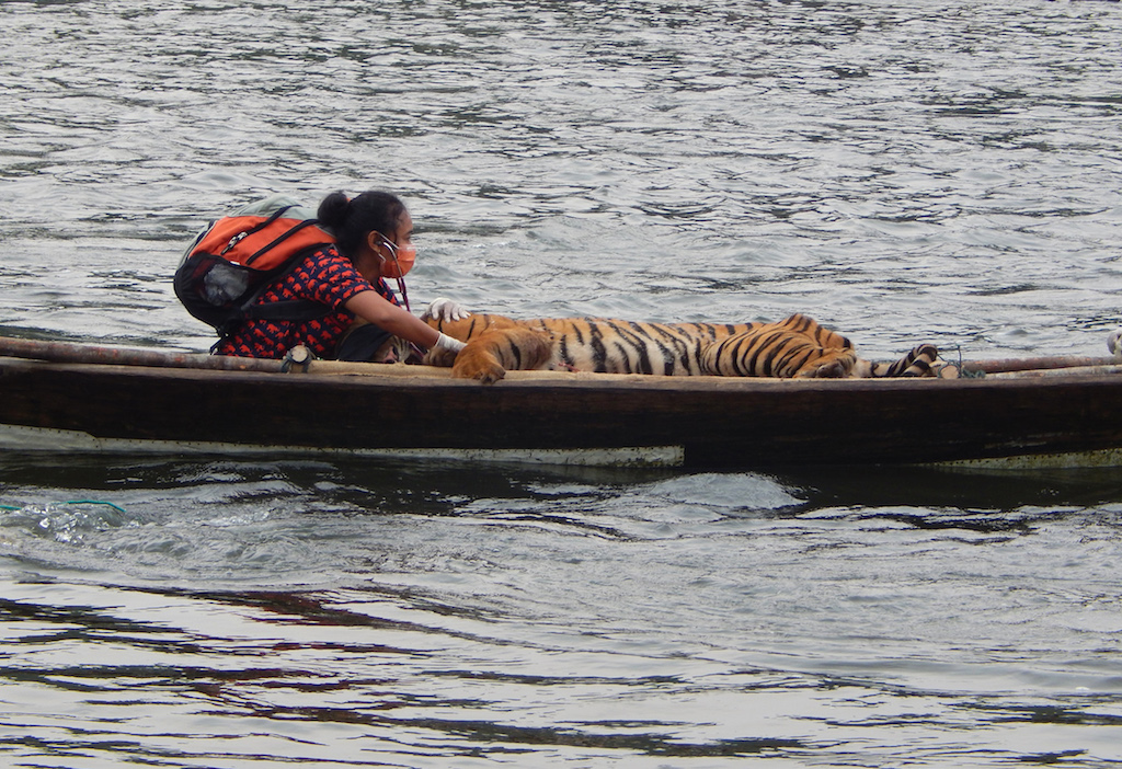 Tiger attacks spike as humans encroach on South Sumatran habitat ...
