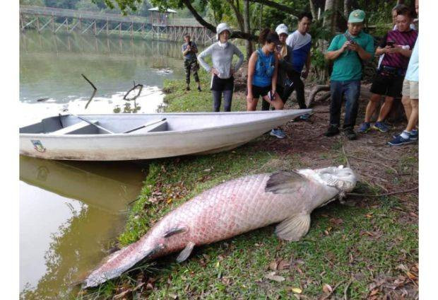 Fish from Amazon found dead in Malaysia lake SE Asia The Jakarta Post