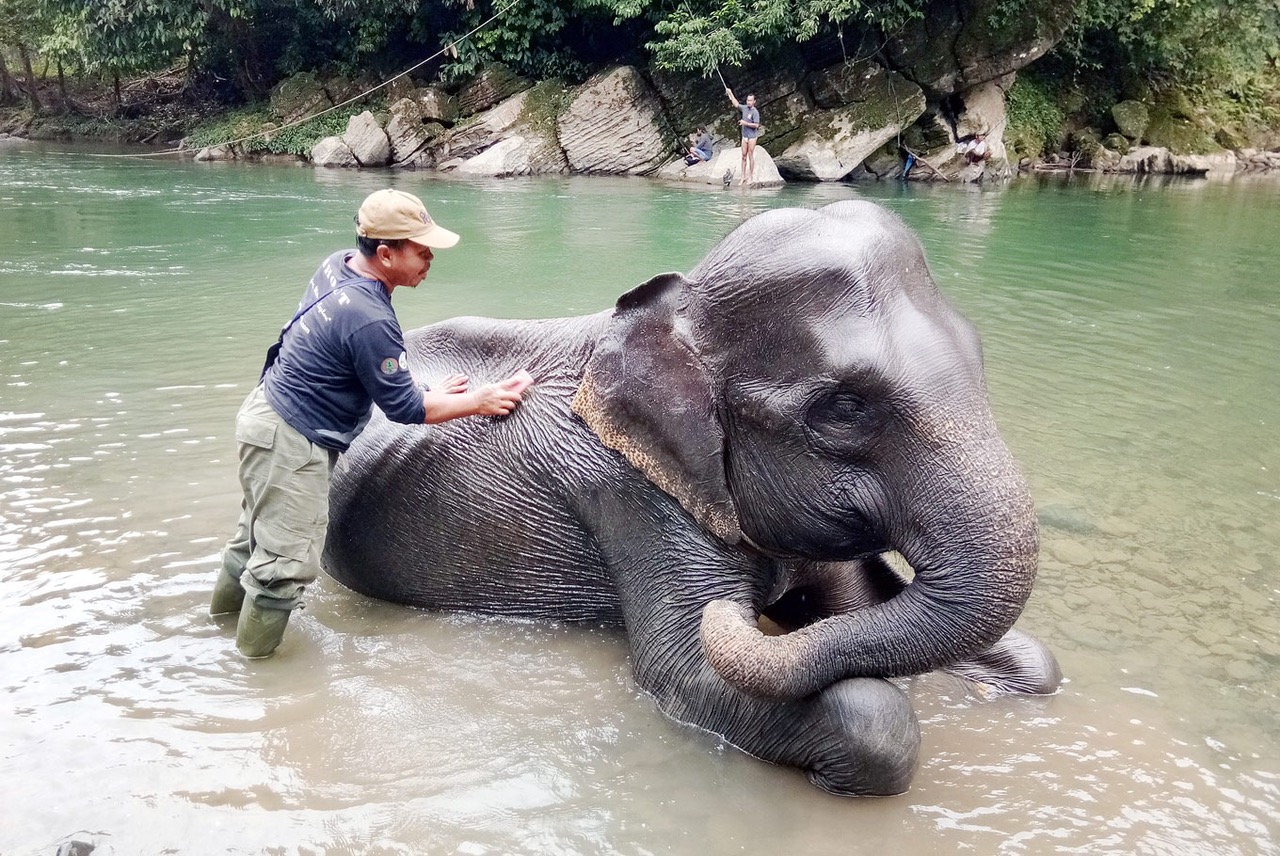 Disoriented wild elephants in Jambi to be returned to ‘original habitat ...