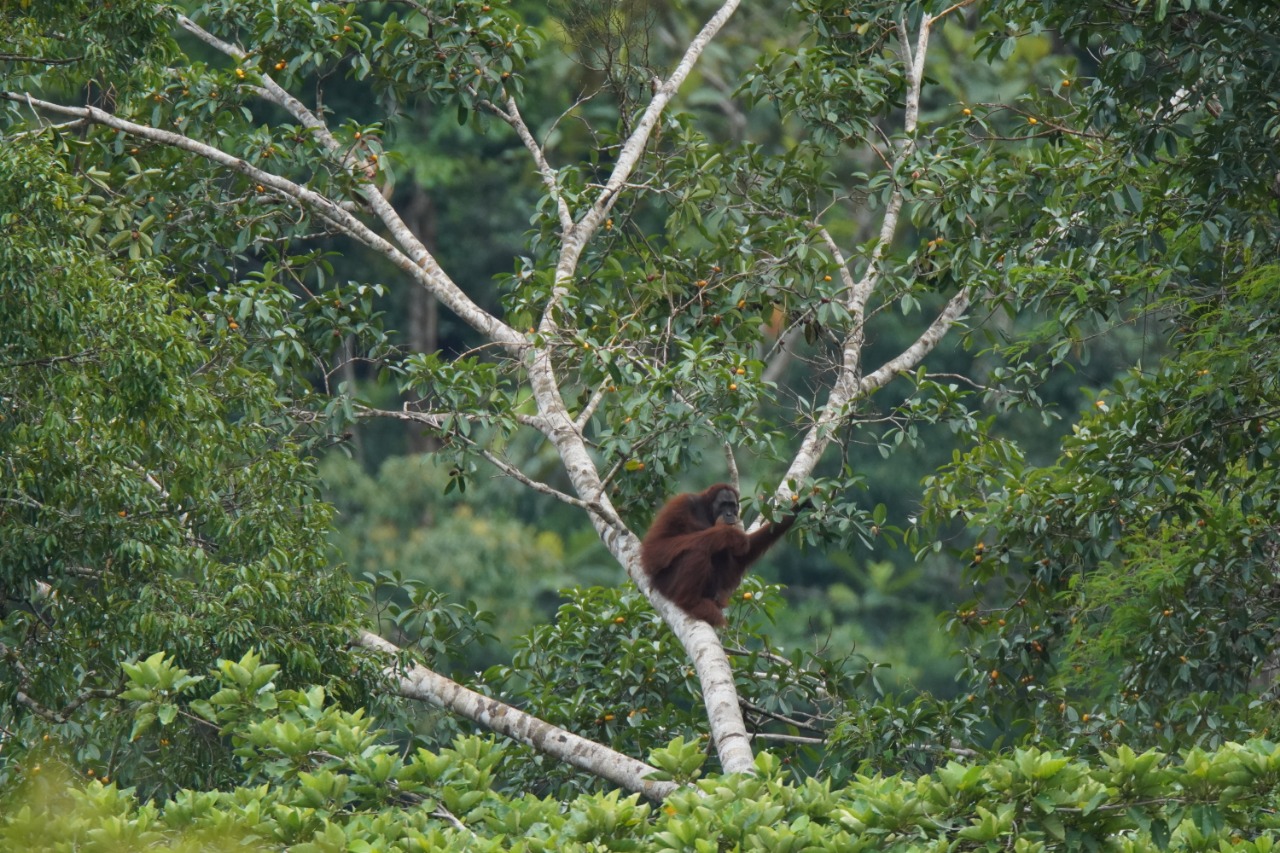 China’s big firms put reputation at risk in Batang Toru power plant ...