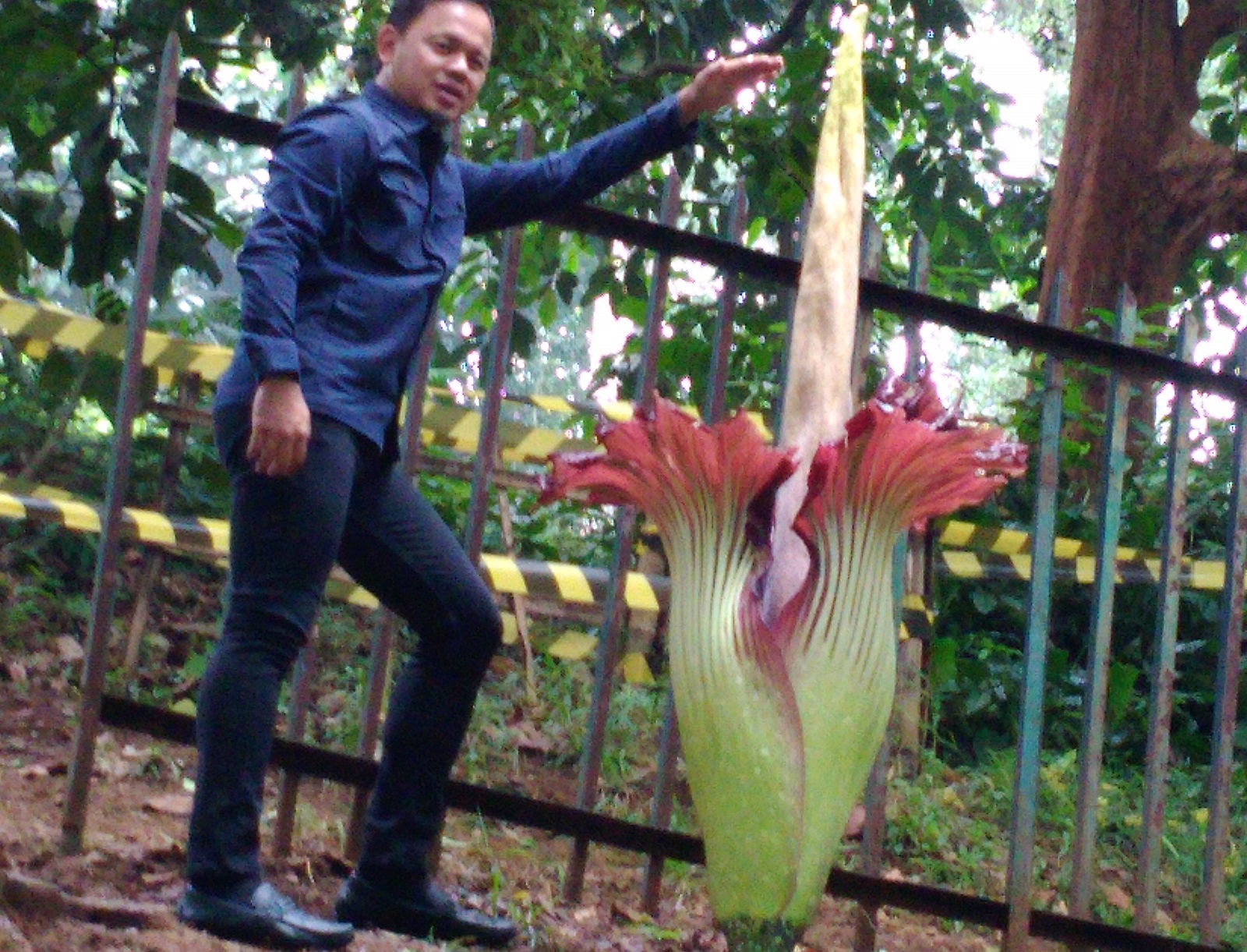 Corpse flower alive and kicking at Bogor Botanical Gardens ...