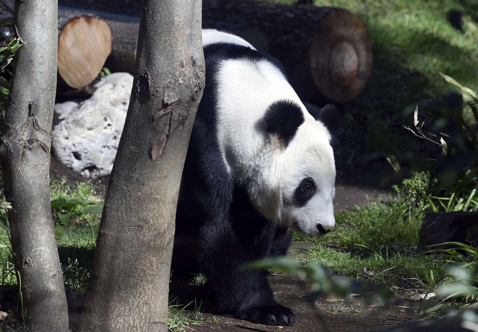 Mexico's giant pandas are Chinese in name only - Environment - The ...