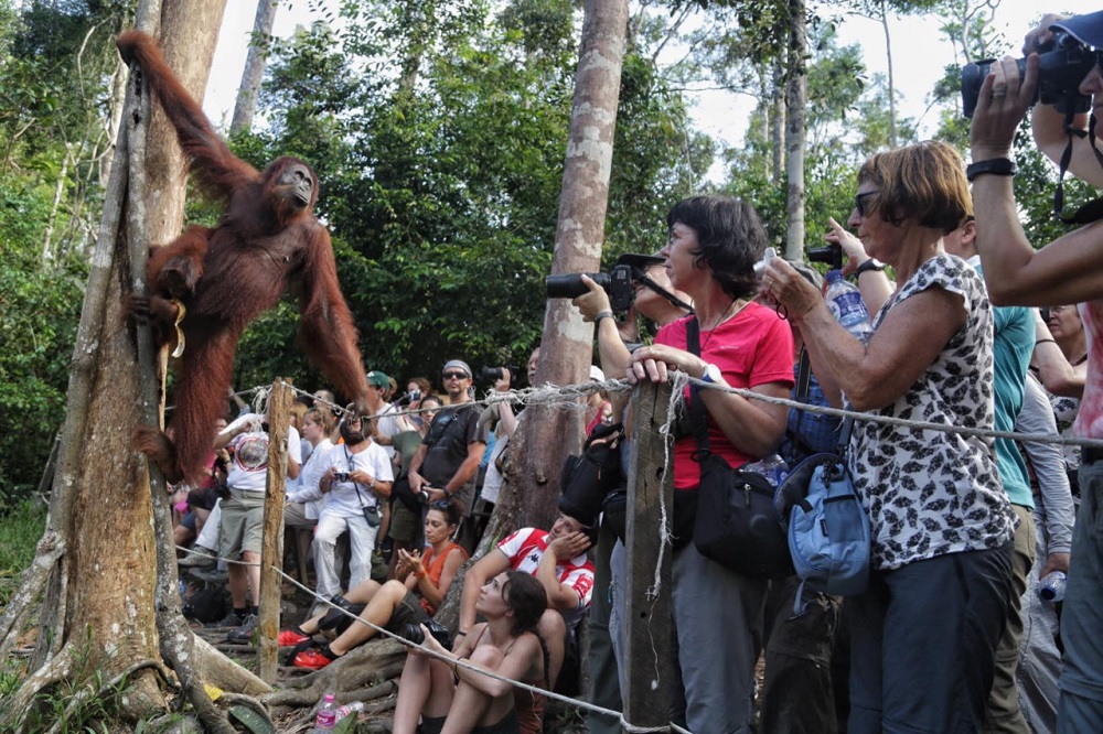 Forestry Ministry responds - Academia - The Jakarta Post