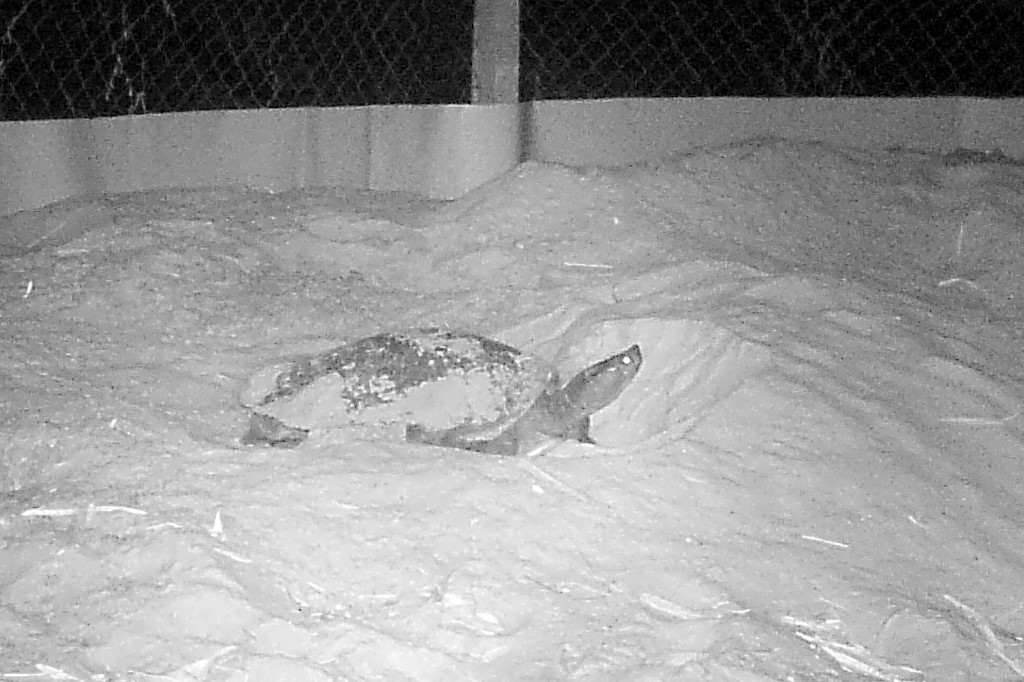 Cambodia's Royal Turtle lays eggs in captivity for first time - SE Asia ...