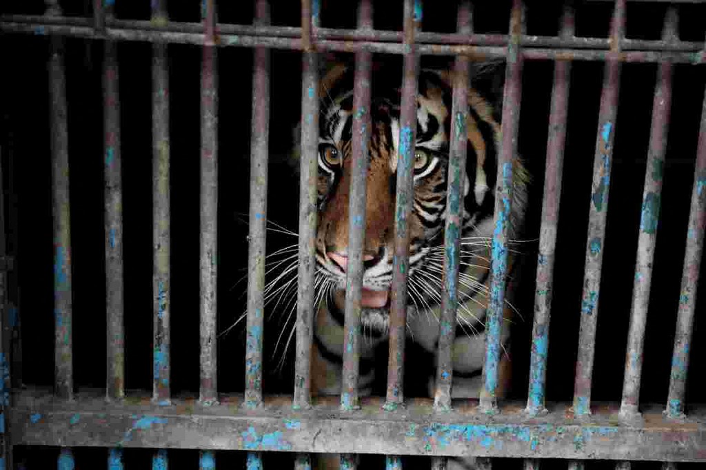 Sumatran tiger captured in Aceh after second human attack - Archipelago ...