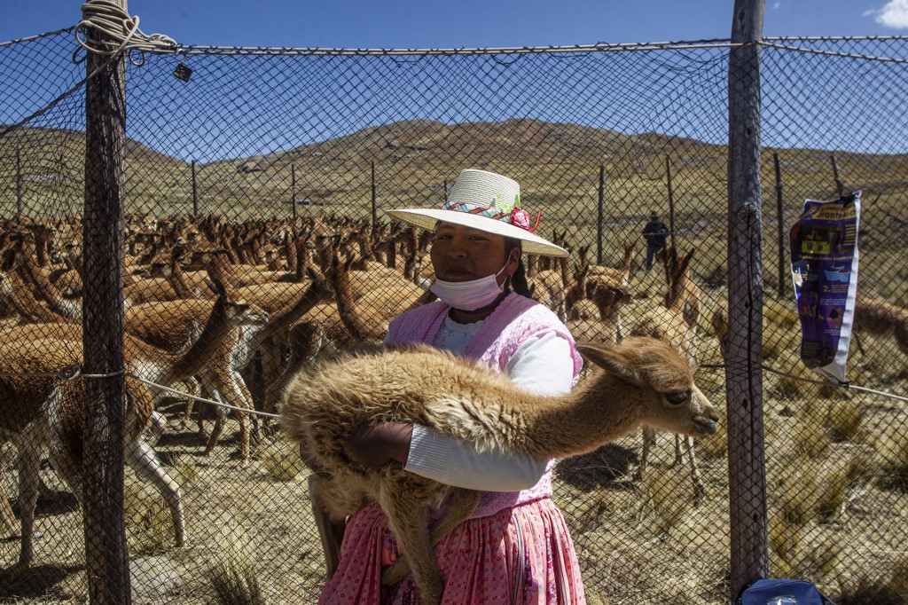 Ancient vicuna wool shearing tradition lives on in Peruvian Andes - Art ...