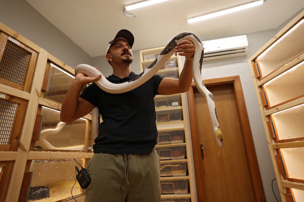 Saudi masters 'live art' of python crossbreeding in palace home ...