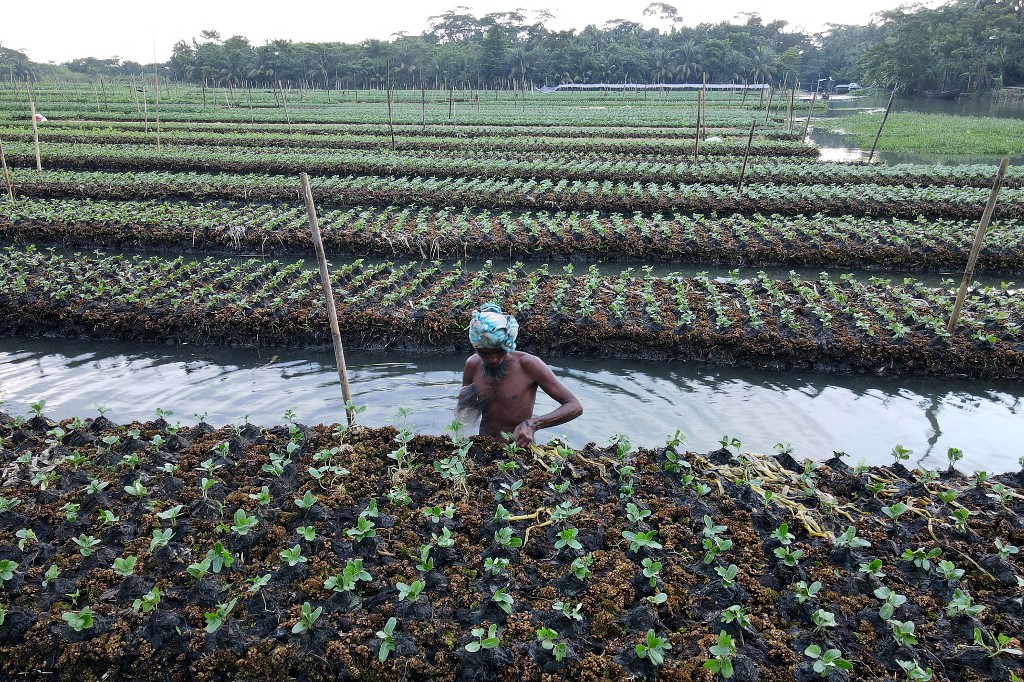 Floating farms, salt-resistant rice: Bangladeshis adapt to survive ...