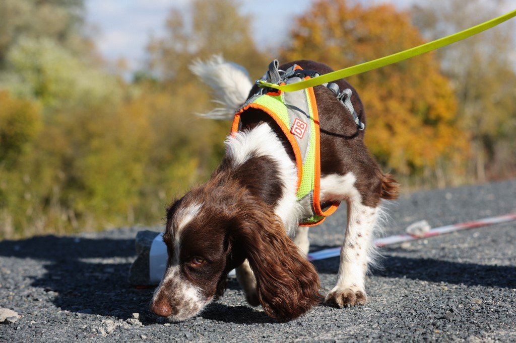 Dogs help German rail firm sniff out protected species - Environment ...