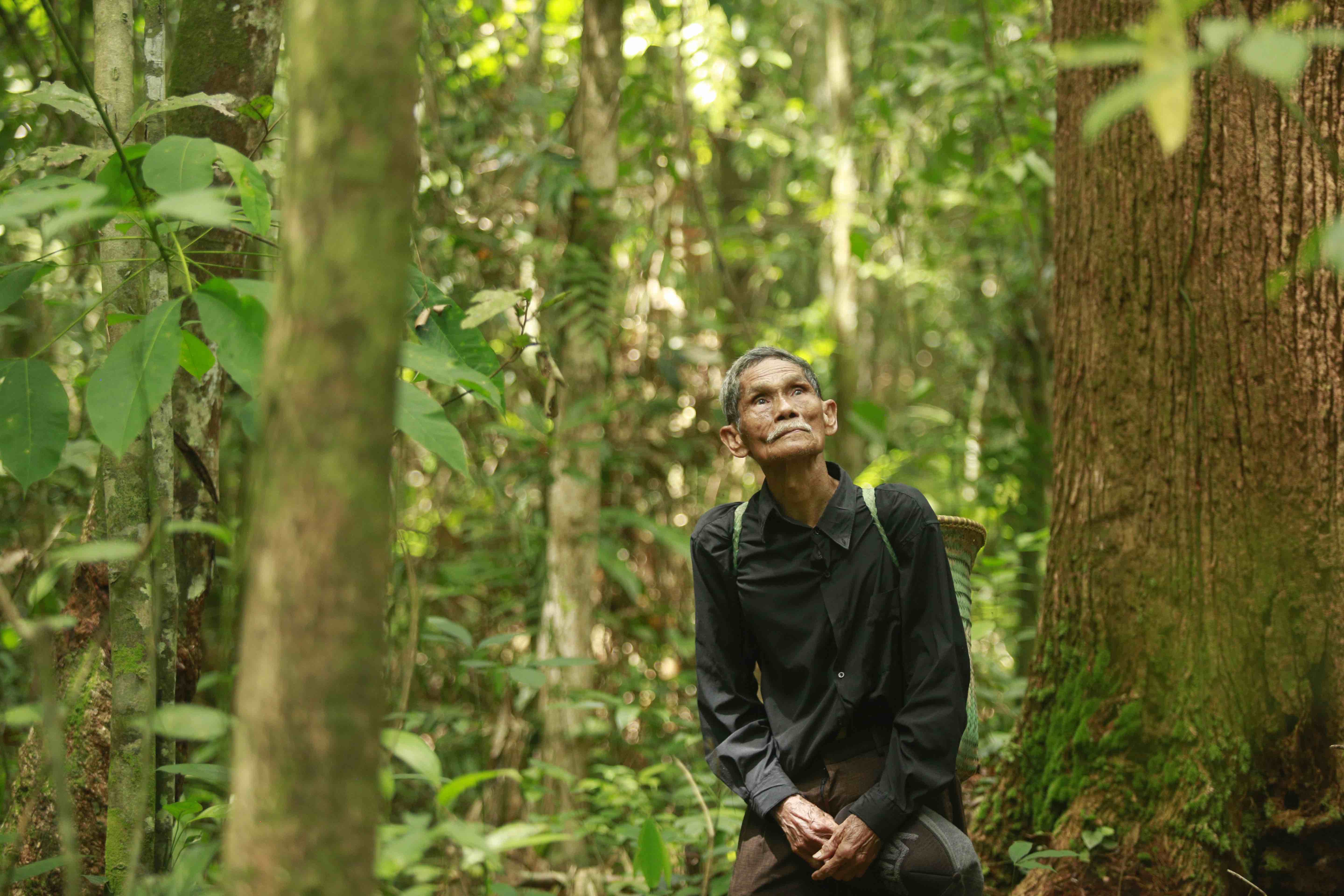 New documentary shows heartbreaking impact of deforestation - Thu ...