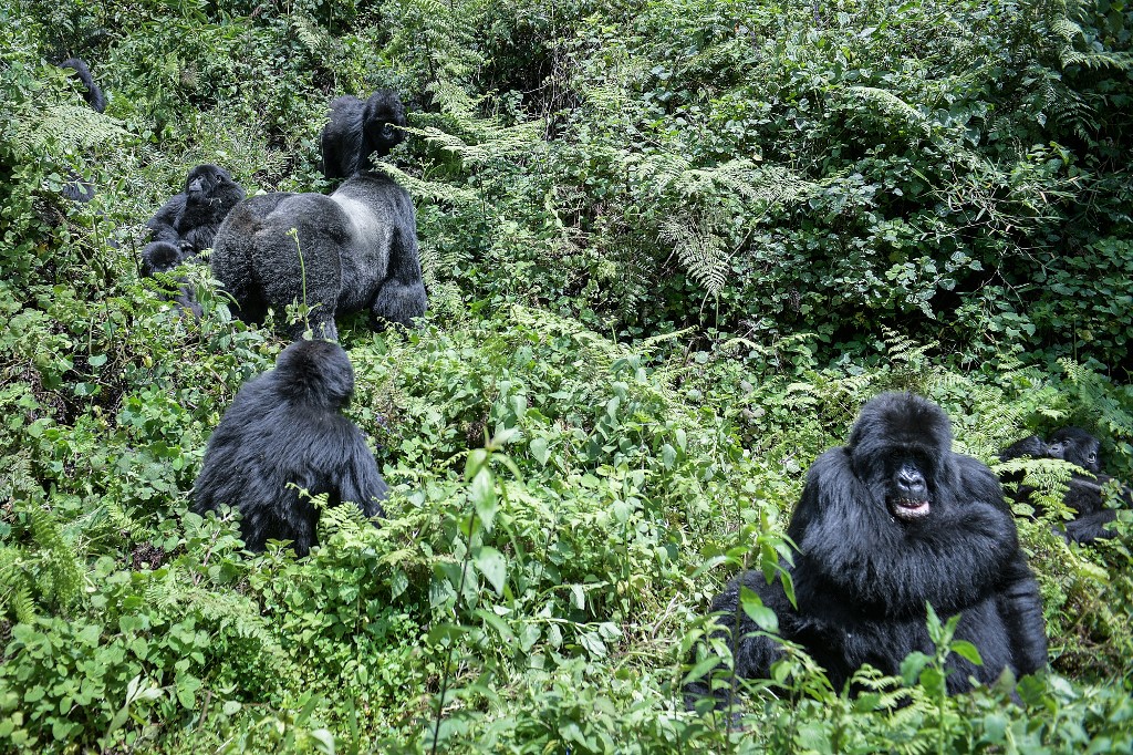 Too many gorillas? The great apes' hunt for space in Rwanda ...