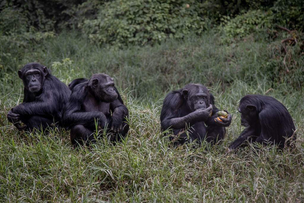 Shelter for traumatised apes in DR Congo's strife-torn east ...