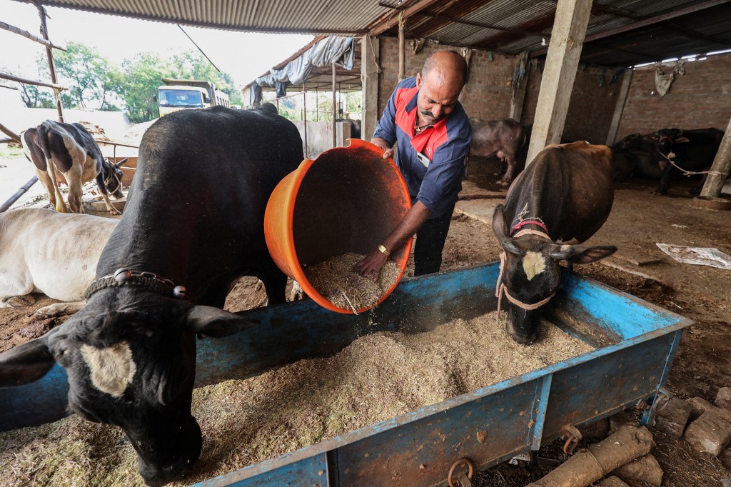 Dung power: India taps new energy cash cow - Environment - The Jakarta Post