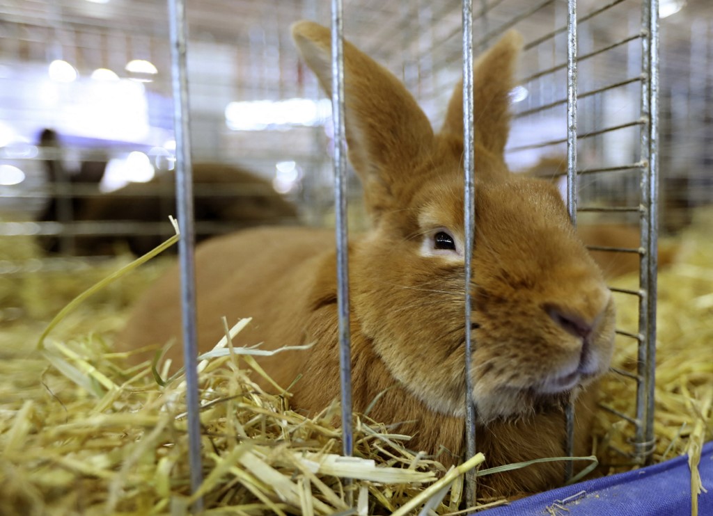 Paris’ rabbits win reprieve after ‘nuisance’ order reversed ...
