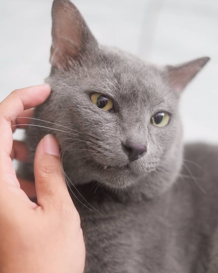 Madurese Busok cat gets global recognition - Environment - The Jakarta Post