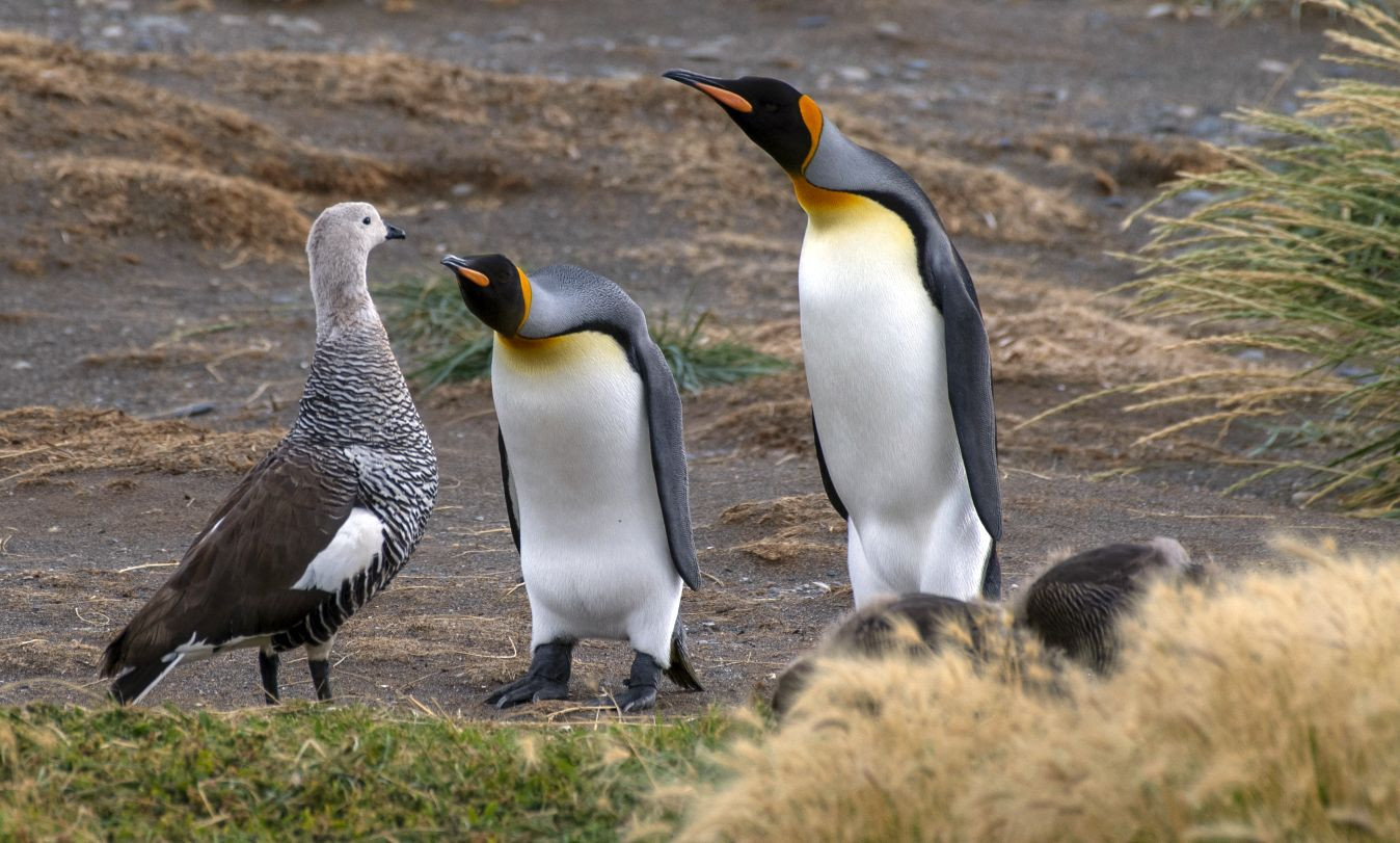 They survived hunters: Now king penguins face climate change - Fri ...