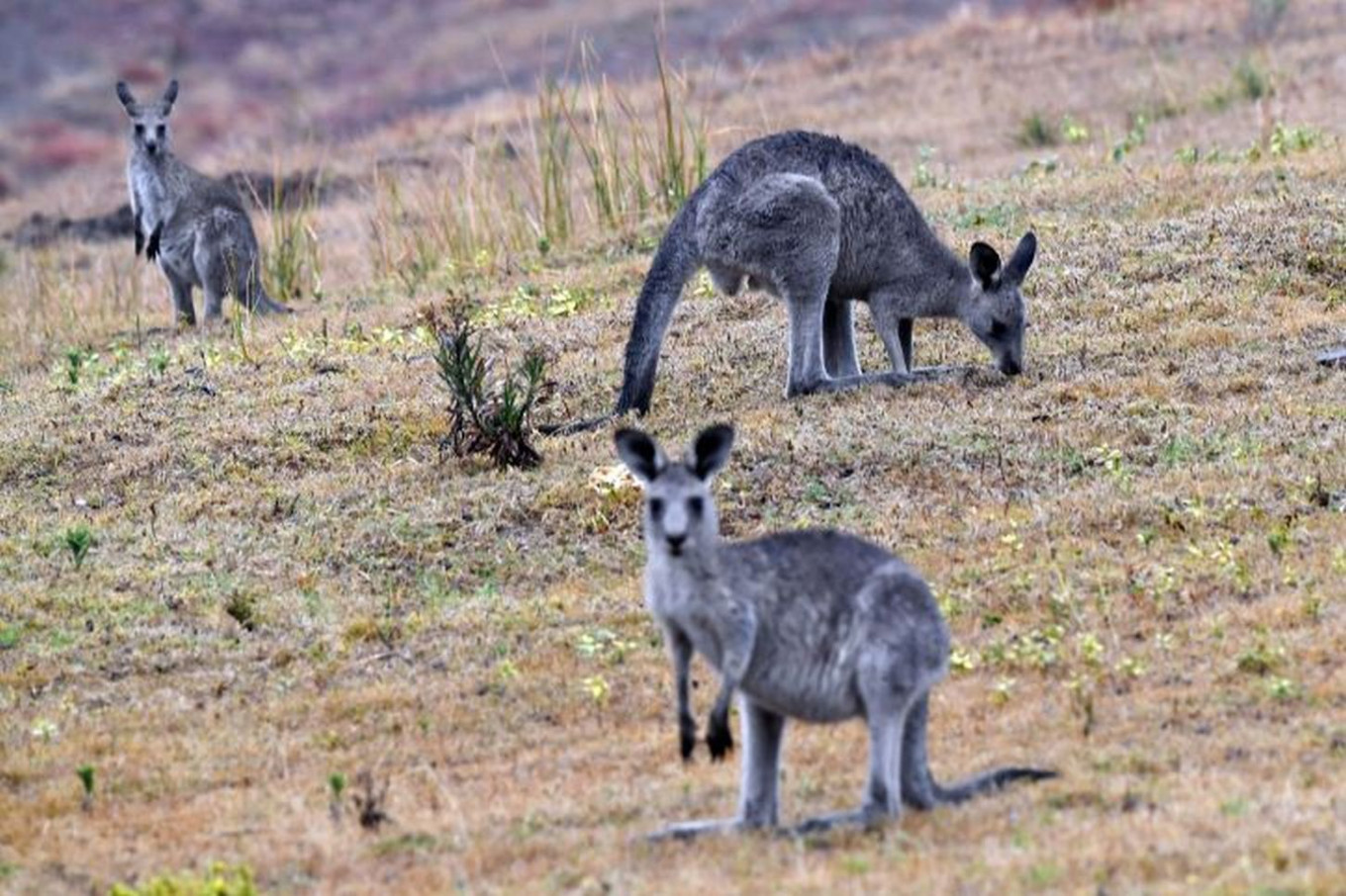 Australia told to shoot kangaroos before they starve - Thu, May 11 ...
