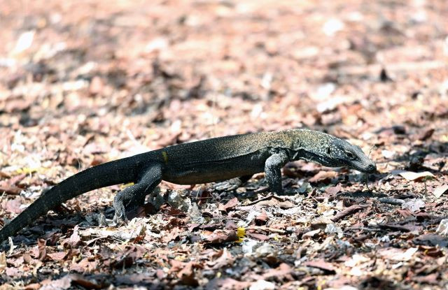 Animal smuggling and conservation plight in Komodo Park - Academia ...