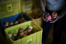 An apple farmer Shim Chun-taek checks apples stored at a low temperature warehouse in Cheongsong, South Korea, July 15, 2025.