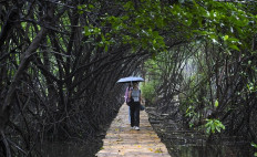 Shady stroll: A visitor strolls on Dec. 7, 2024, on a footpath through a mangrove forest at Angke Kapuk Nature Park in North Jakarta. 